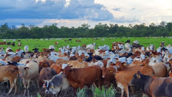 Araujo - Negocios Rurales - Inicio